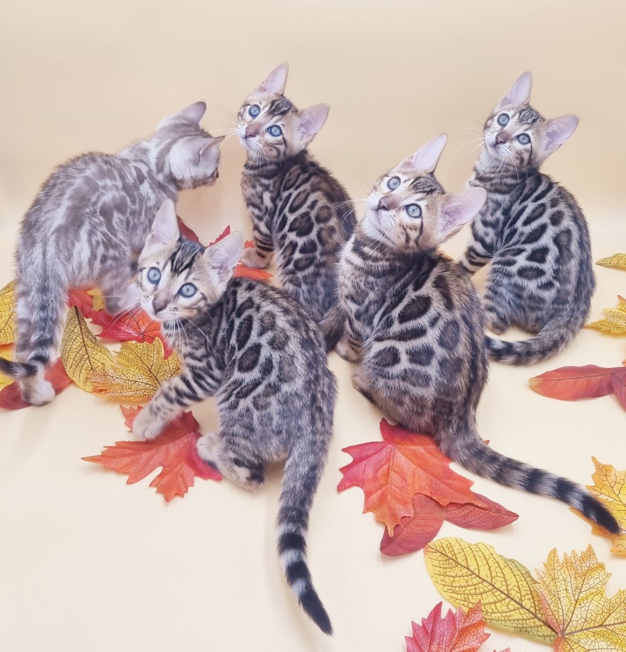 Élevage de bengal en Belgique - Chaton bengal - La Maison du Bengal